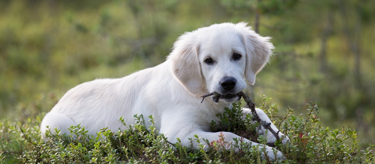 Koiratietoa | Hankikoira