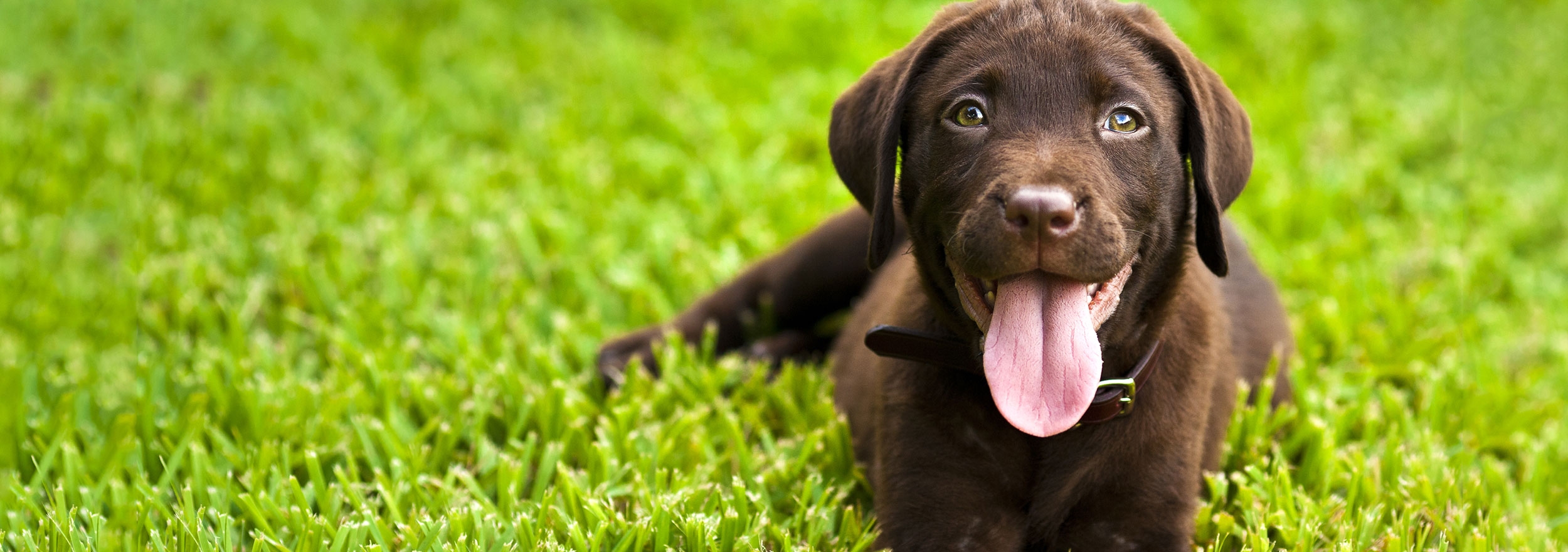 Kennelliiton pentulista | Hankikoira