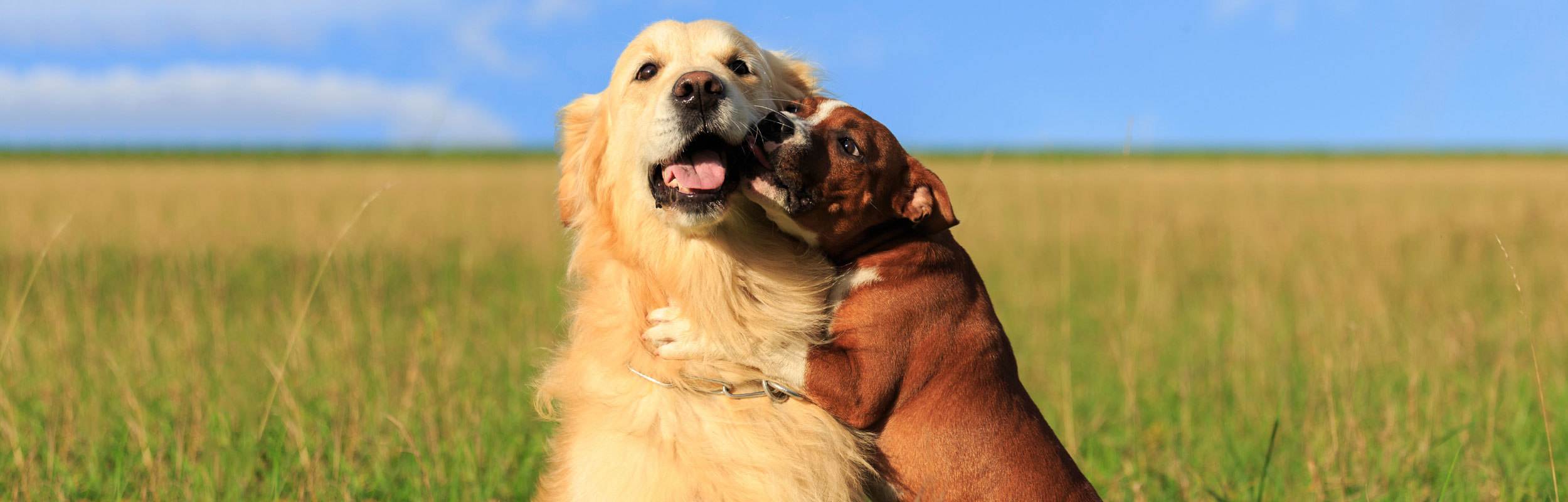 Koirarodut | Hankikoira