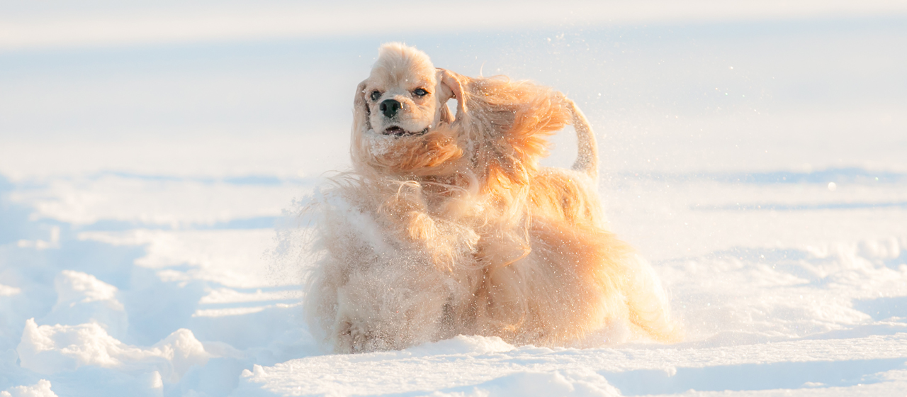 Amerikancockerspanieli | Hankikoira