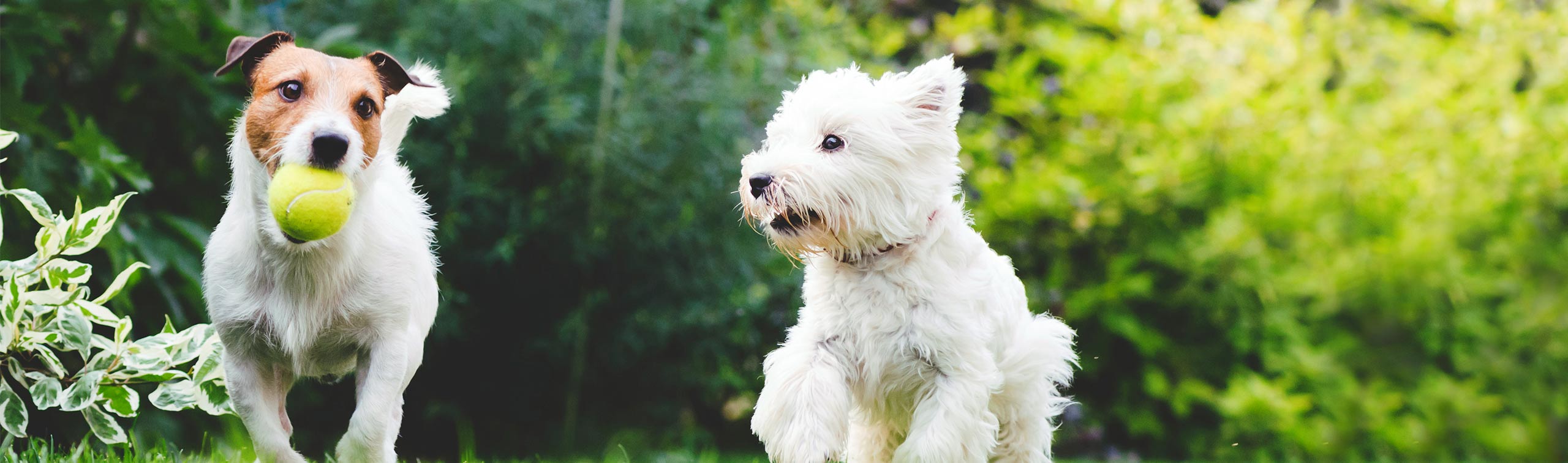 Koirarotujen vertailu | Hankikoira