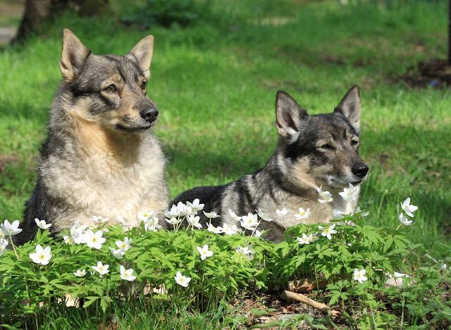 Länsigöötanmaanpystykorva | Hankikoira
