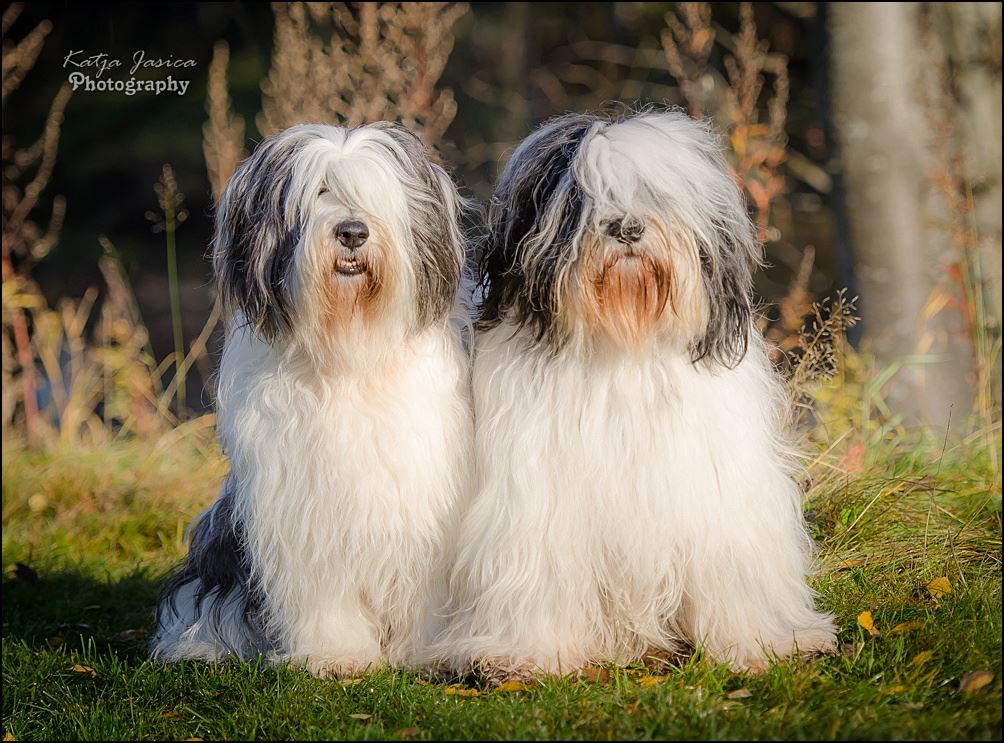Polski owczarek nizinny | Hankikoira