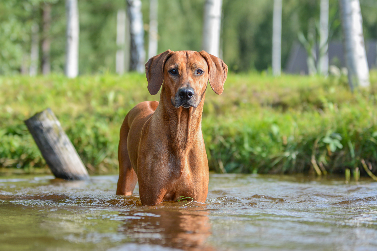 Rhodesiankoira | Hankikoira