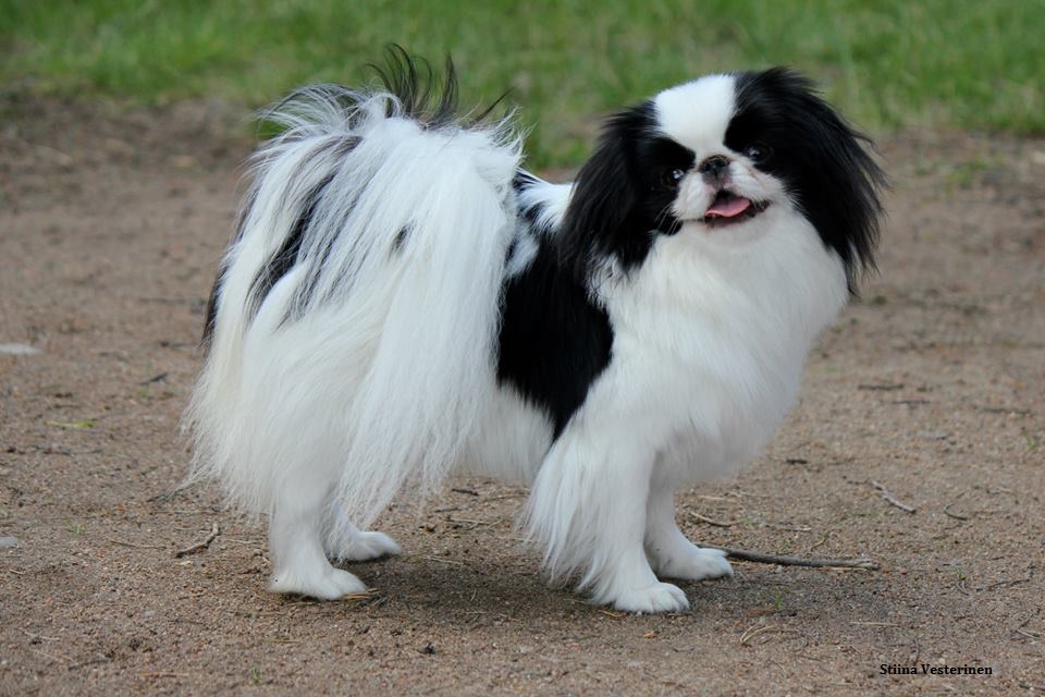 Japanese chin | Hankikoira