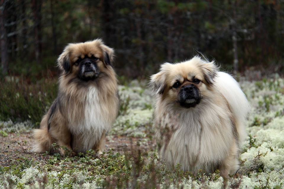 Tiibetinspanieli | Hankikoira