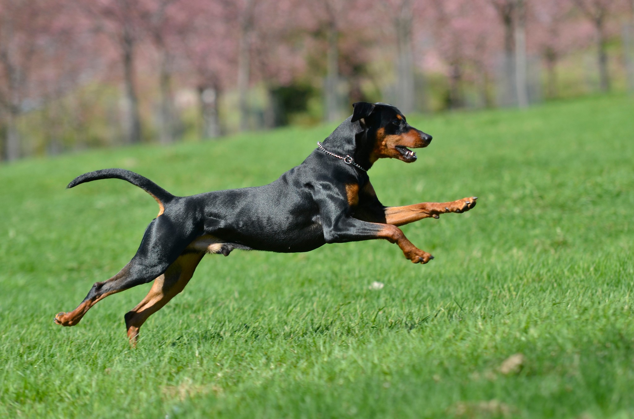 Pinseri | Hankikoira