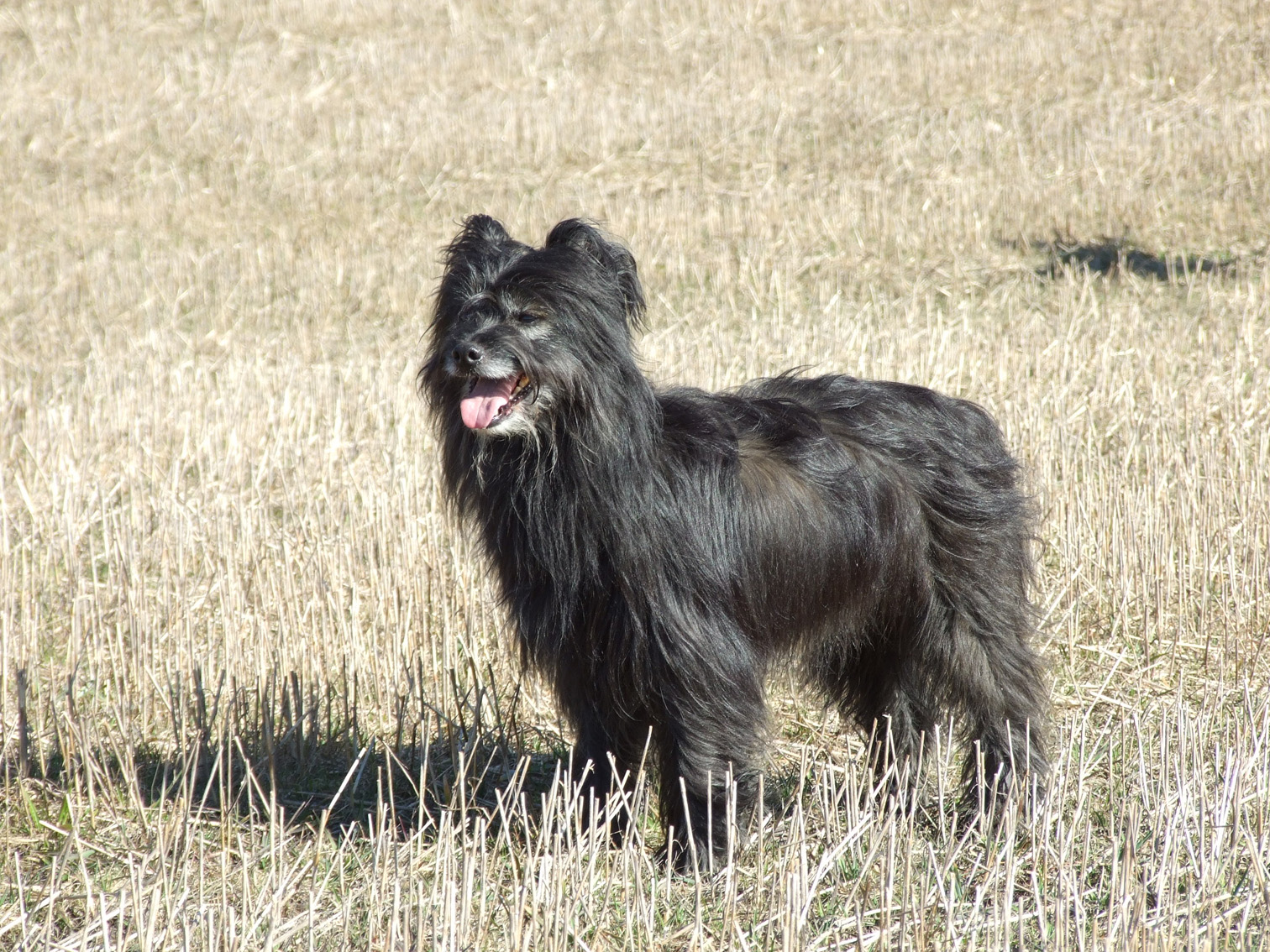 Pyreneittenpaimenkoira | Hankikoira