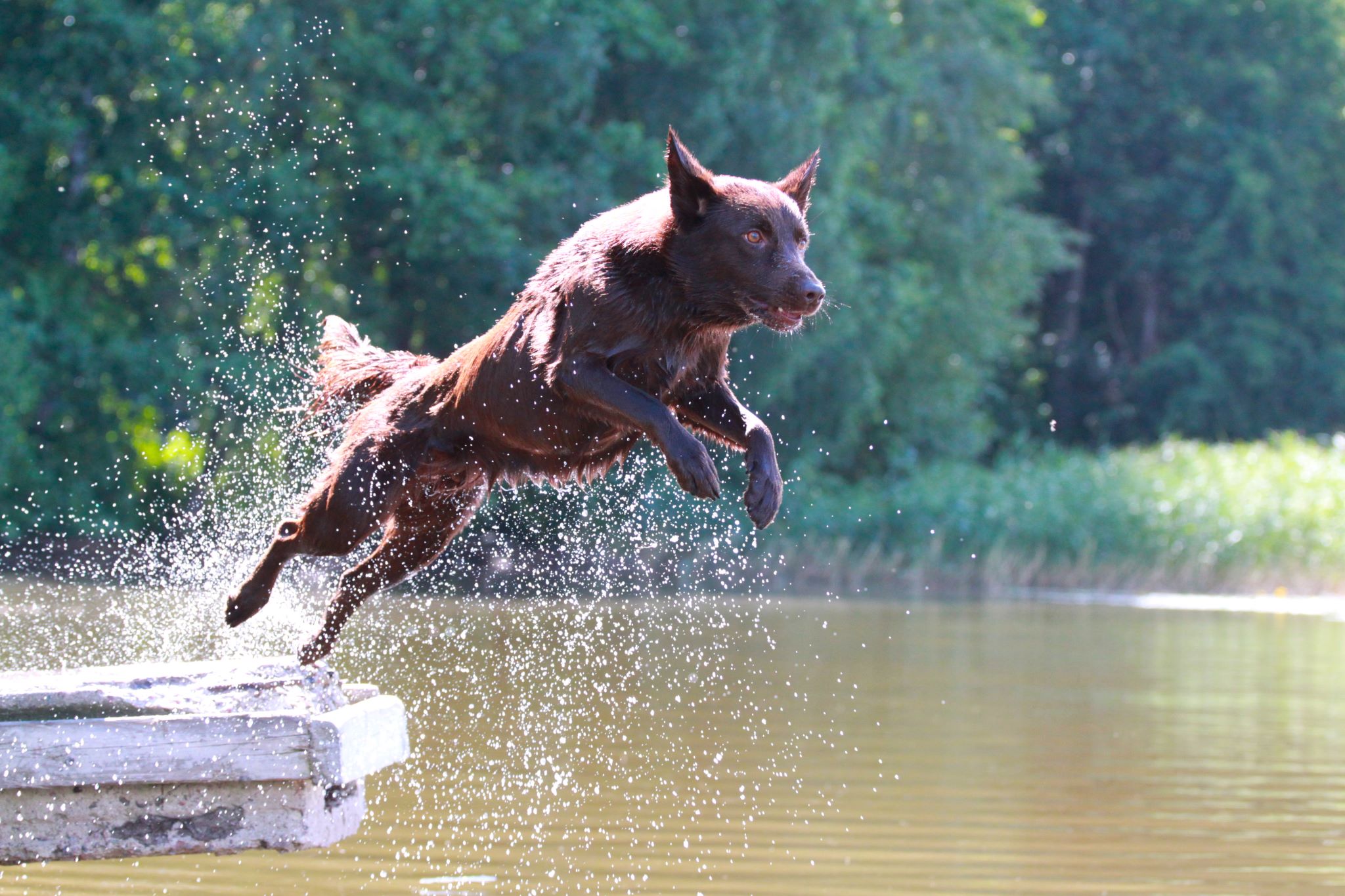 Australiankelpie | Hankikoira