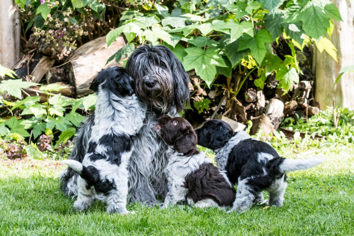 Schapendoes | Hankikoira