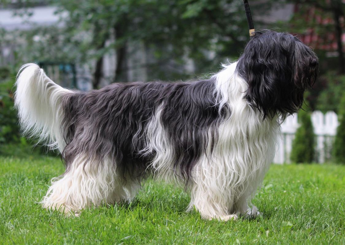 Schapendoes | Hankikoira