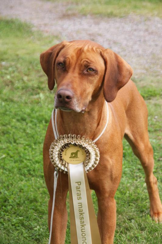 Rhodesiankoira | Hankikoira