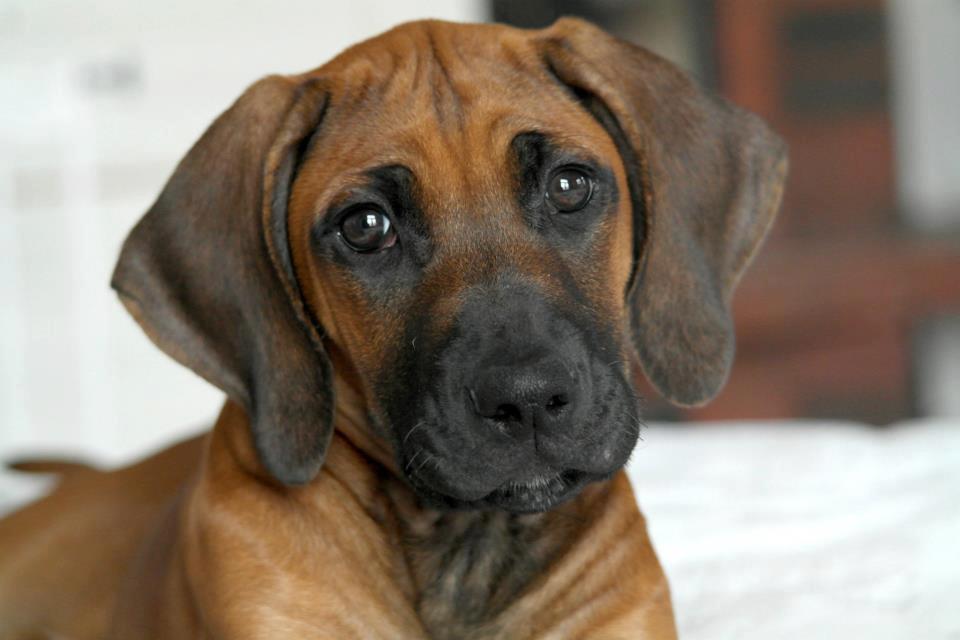 Rhodesiankoira | Hankikoira