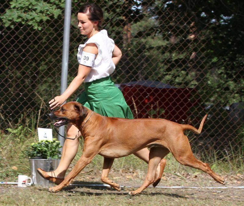 Rhodesiankoira | Hankikoira