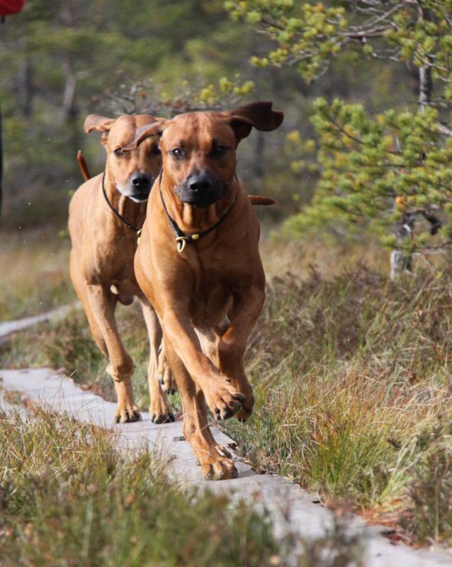 Rhodesiankoira | Hankikoira