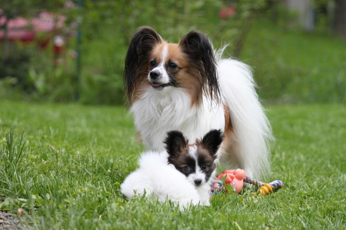 Papillon ja phalène | Hankikoira