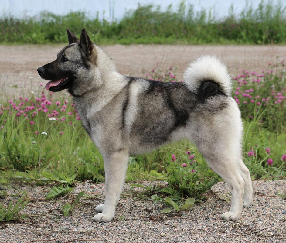 Harmaa norjanhirvikoira | Hankikoira