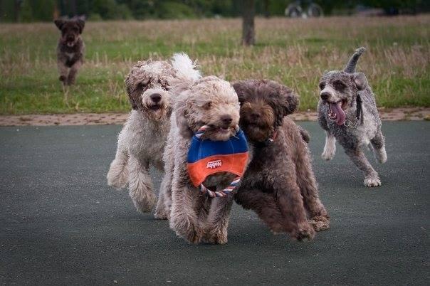 Espanjanvesikoira | Hankikoira