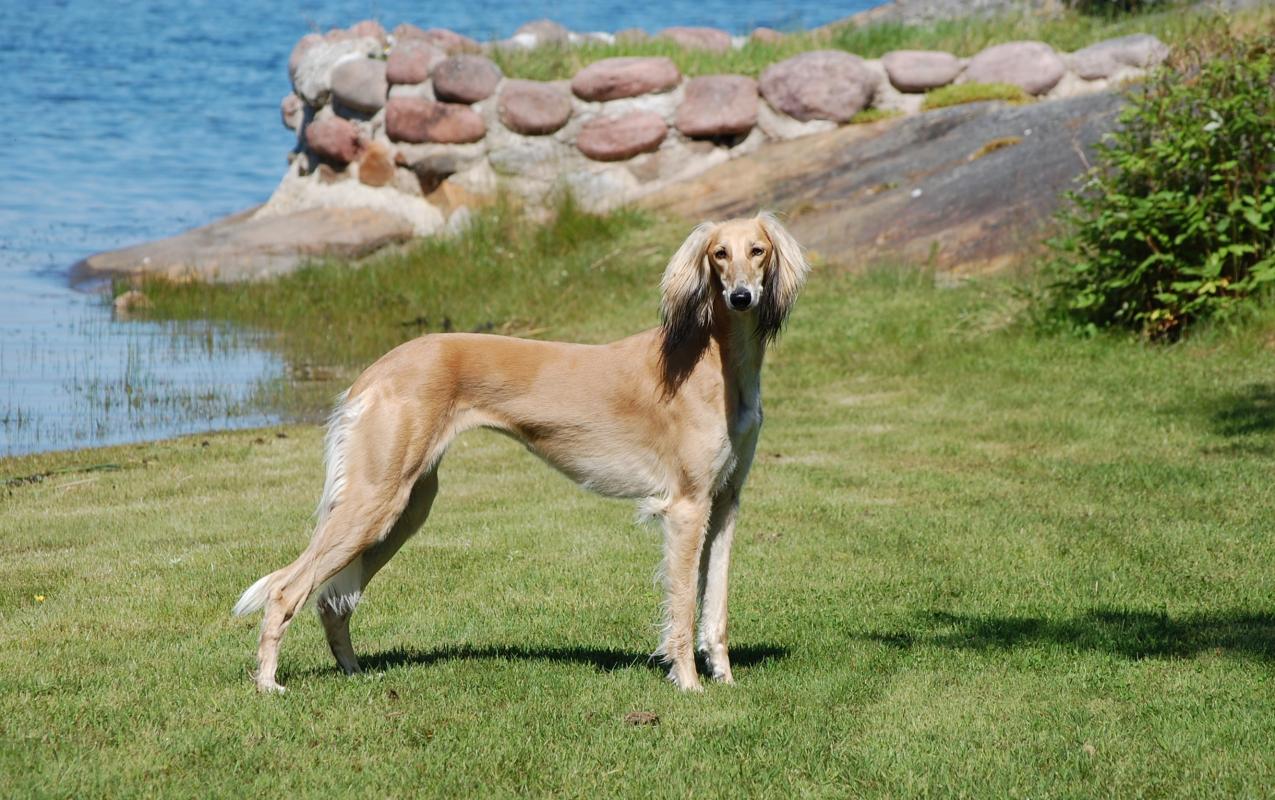 Saluki | Hankikoira