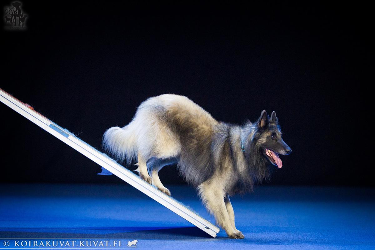 Belgianpaimenkoira | Hankikoira