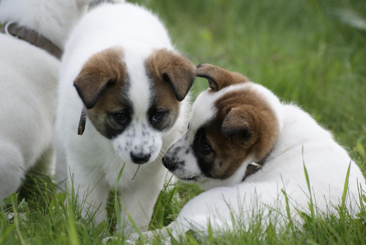 Pohjanpystykorva | Hankikoira