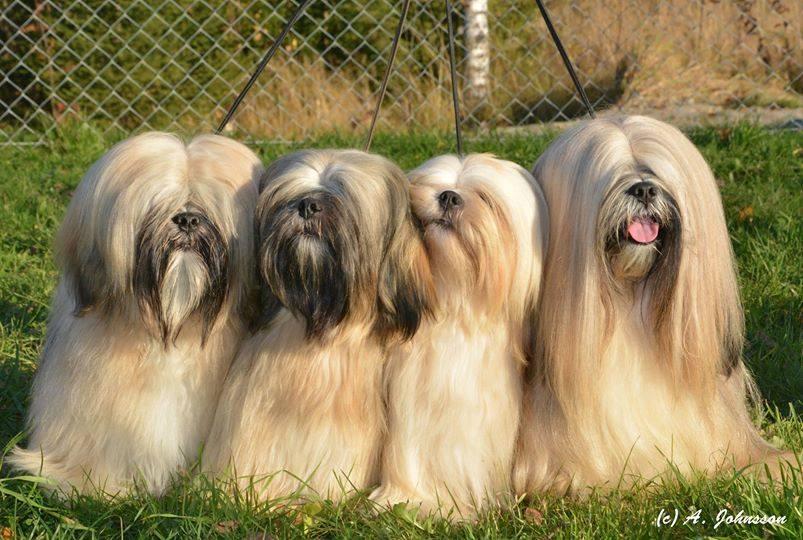 Lhasa apso | Hankikoira