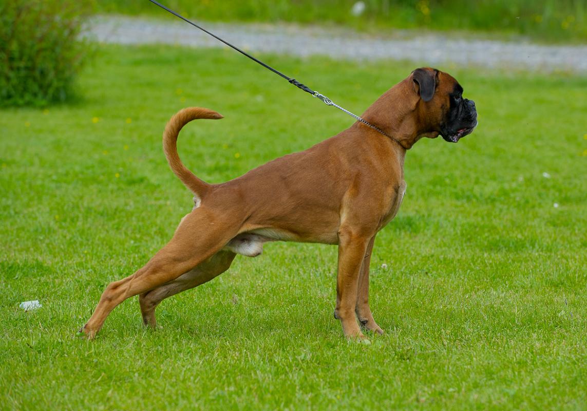 Bokseri | Hankikoira