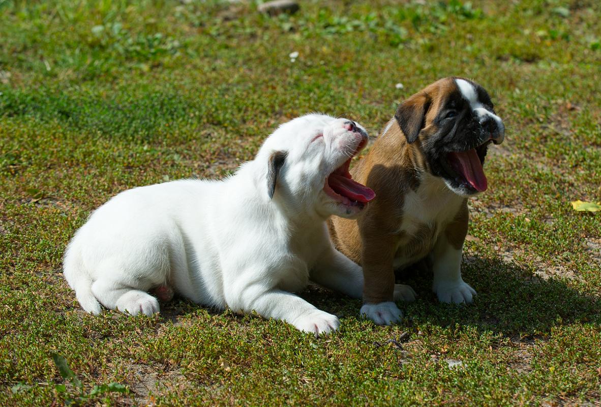 Bokseri | Hankikoira