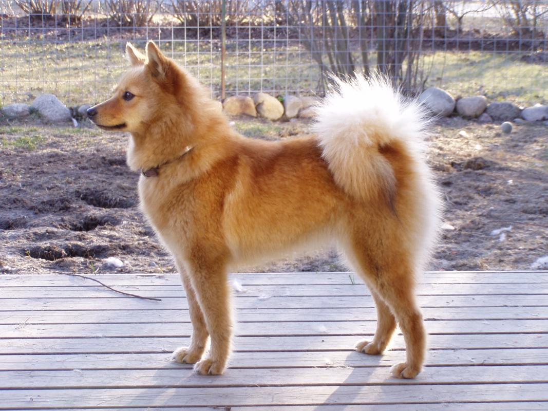 Suomenpystykorva | Hankikoira