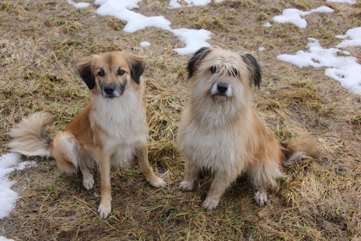 Pyreneittenpaimenkoira | Hankikoira
