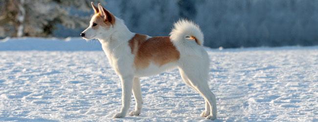 Pohjanpystykorva | Hankikoira